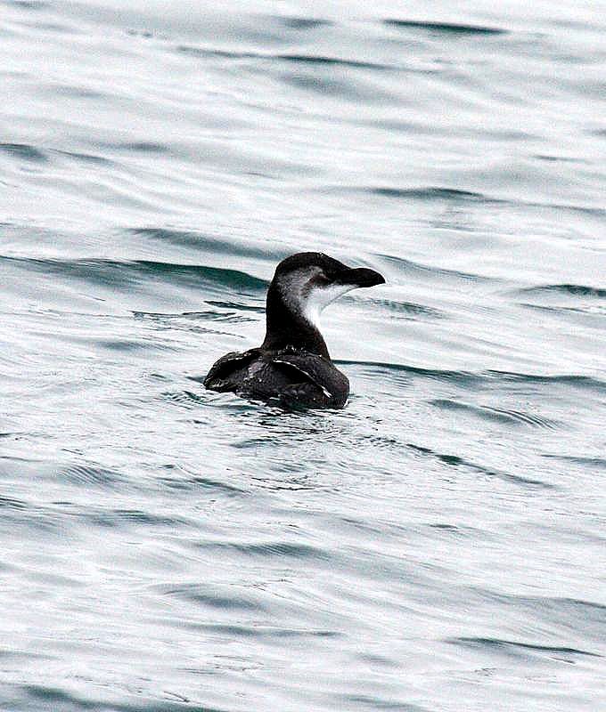 AVES DEL CIELO - BIRDS OF HEAVEN: ALCA COMÚN-ALCA TORDA-RAZORBILL