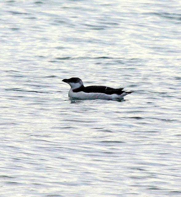 AVES DEL CIELO - BIRDS OF HEAVEN: ALCA COMÚN-ALCA TORDA-RAZORBILL