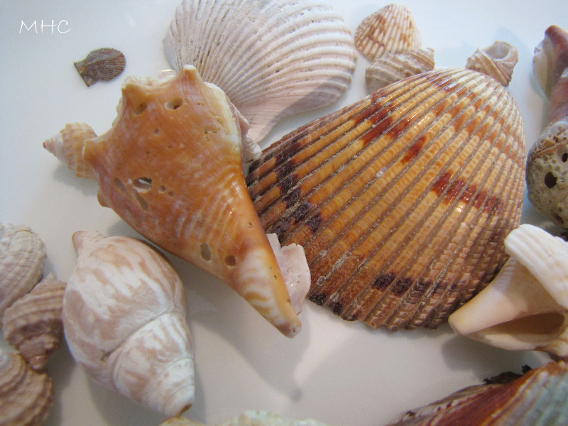 A Serving of Seashells