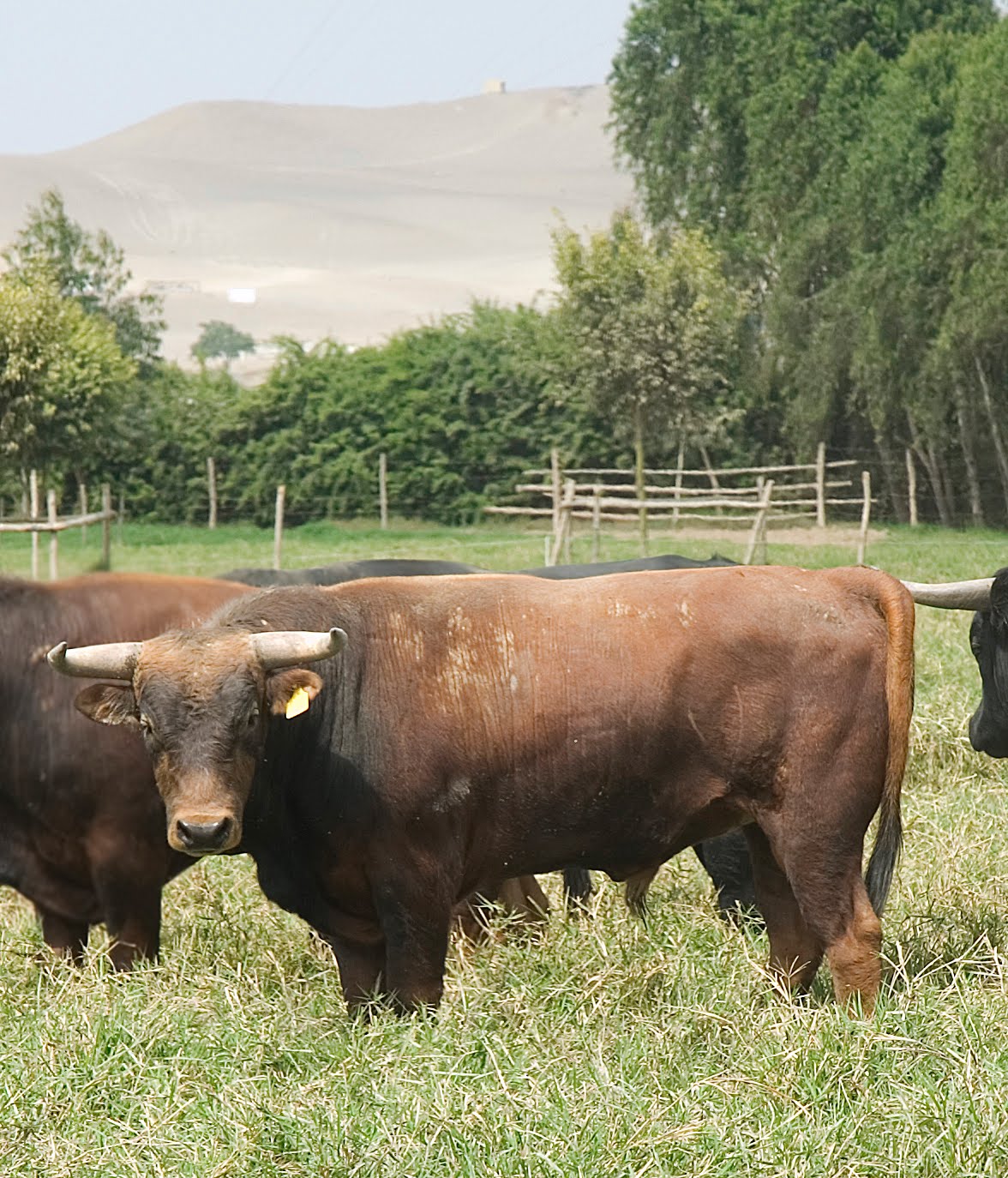 CENTRO TAURINO HUASAHUASI: 4 TOROS DE PURA CASTA DE LA GANADERIA "LA ...
