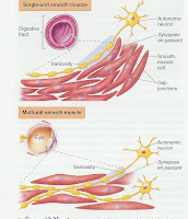 Sinan yüzügüldü'nün Fen Bilgisi Çalışmaları: KASLAR