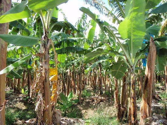 BANANA FRUIT: Origin and History of Banana