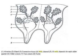 Dairy Product: Formation of Milk