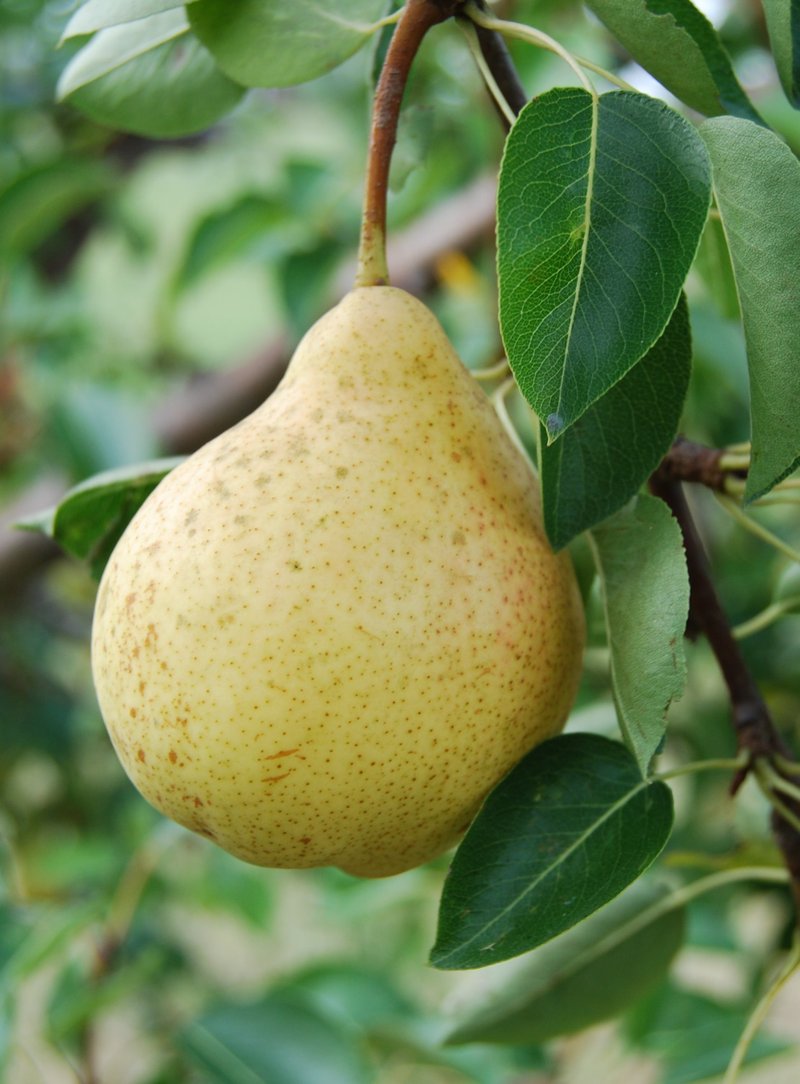 Khasiat Tanaman dan Buah-buahan: Khasiat Buah Pir