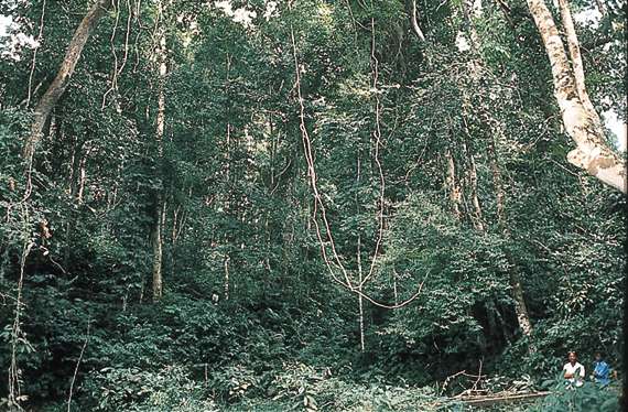 Capoeira Ébano: Significado de Ébano.