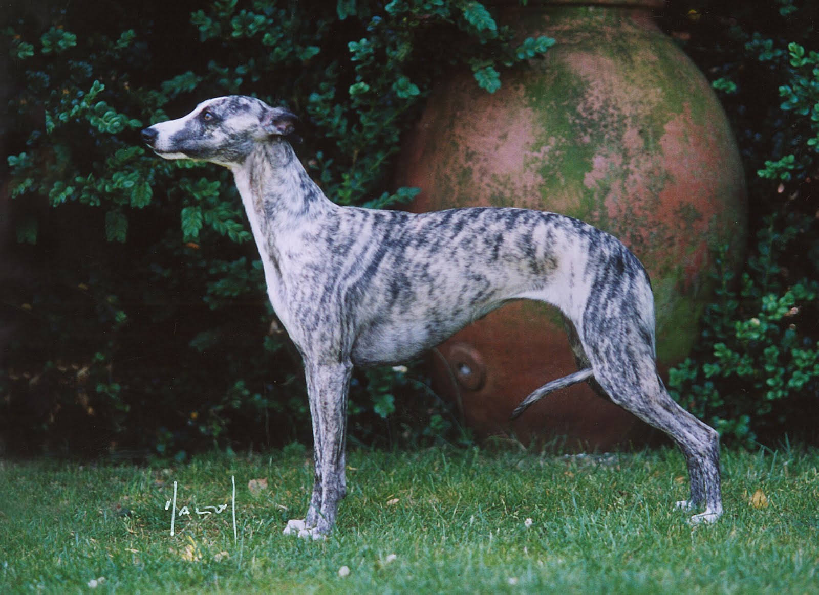 Whippets High on Emotion: HoE-Whippets auf der Bundessieger