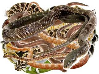 Free for Photoshop: Snakes psd