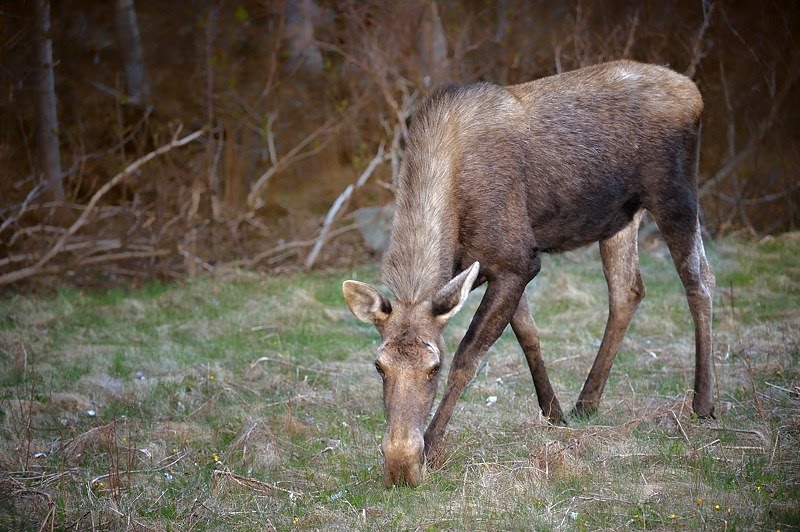 Gros Morne Moose