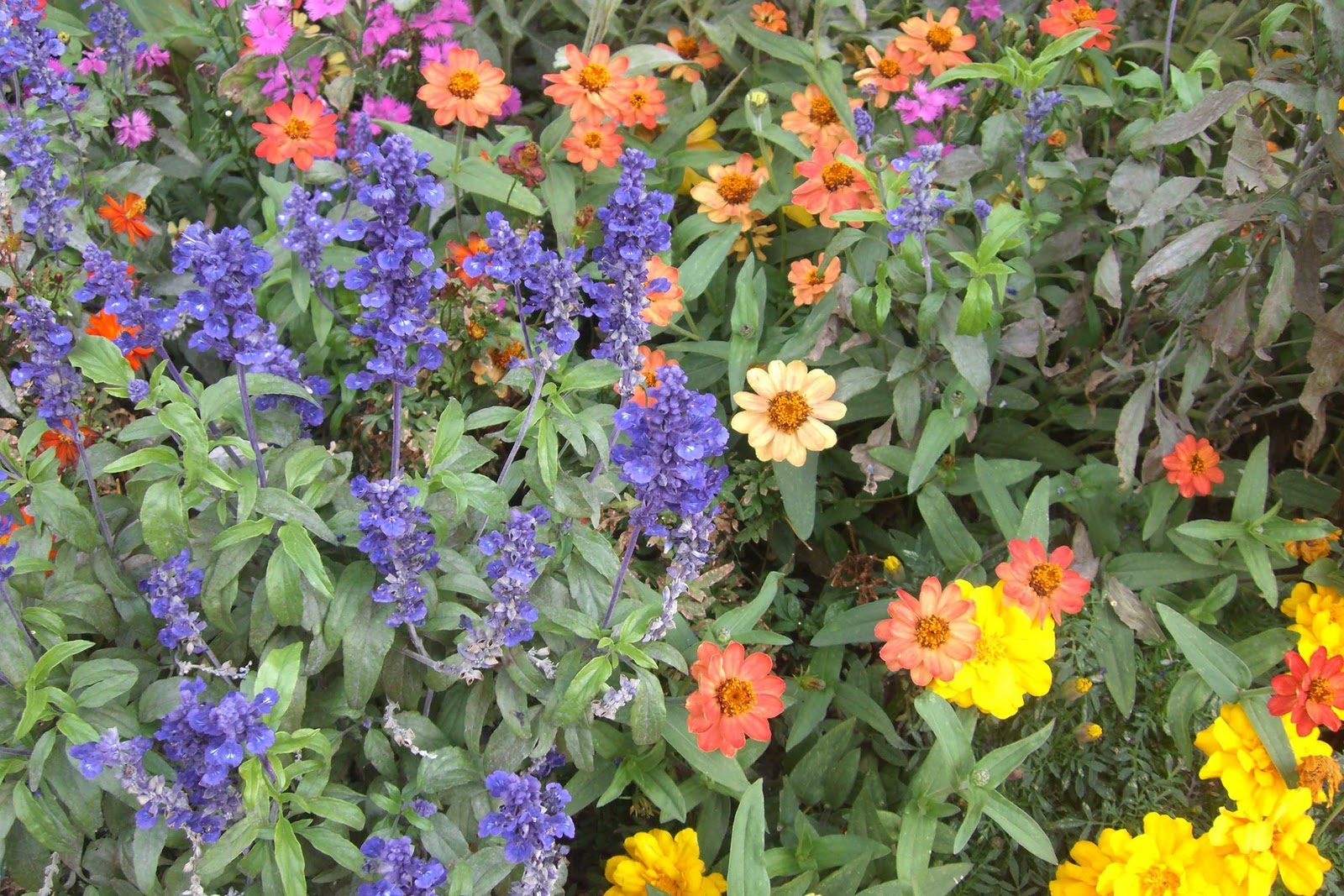 The Turning of Generations: Wordless Wednesday - Fall Flowers