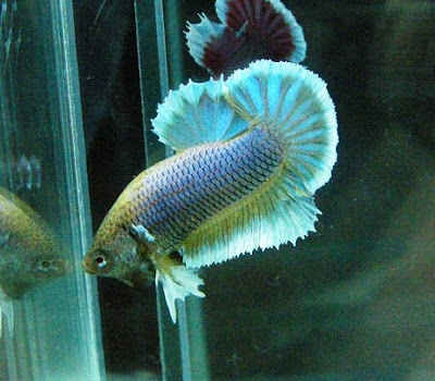 Learn How To Evaluate Your Betta's Form and Finnage Here | Betta Fish Forum