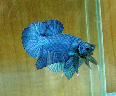 Betta Fish: BETTA FISH COLOR GENETIC : BLUE,GREEN and STEEL BLUE