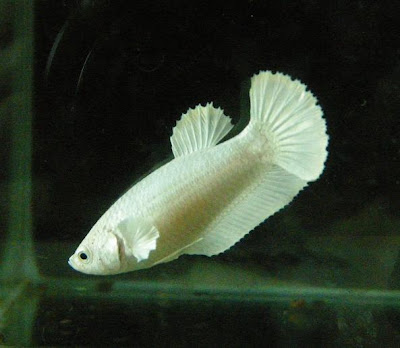 1000+ images about Beautiful Female Bettas on Pinterest | Copper ...