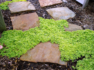 A Kansas Prairie Garden: Veronica Golden Creeping Speedwell