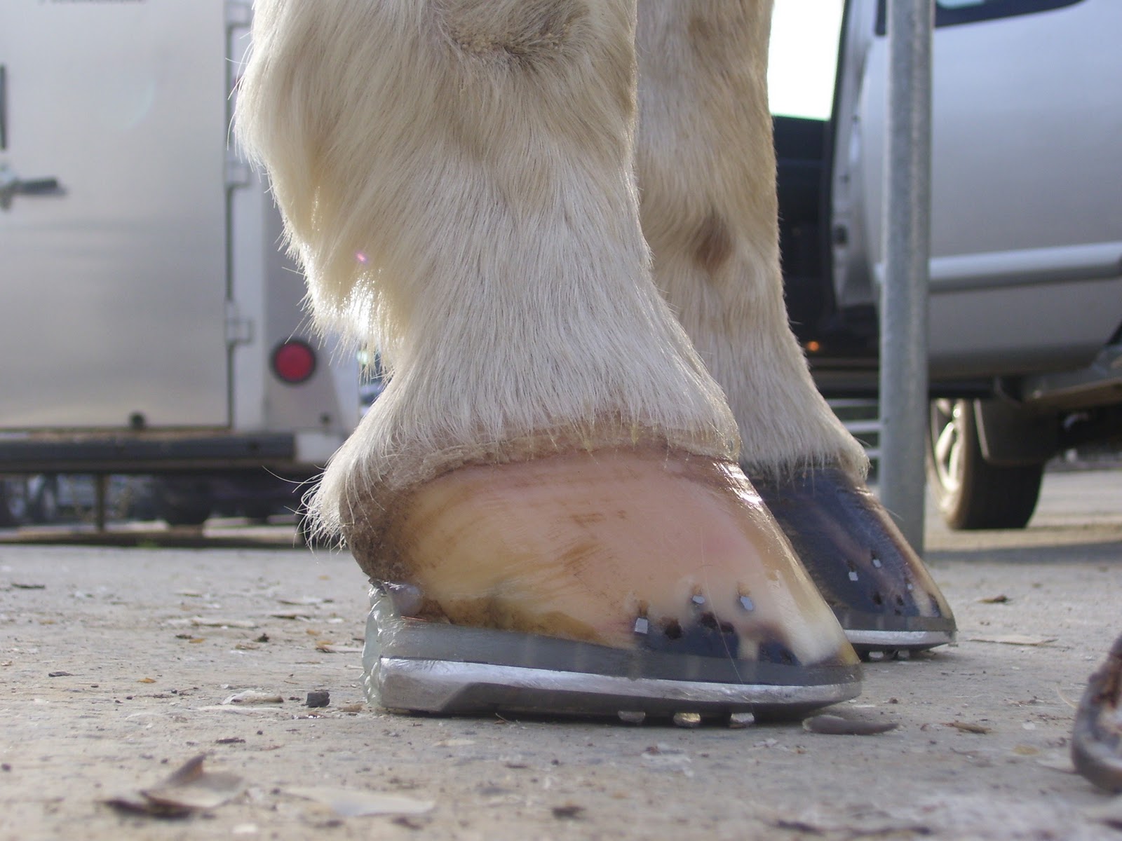 Correct Horseshoeing