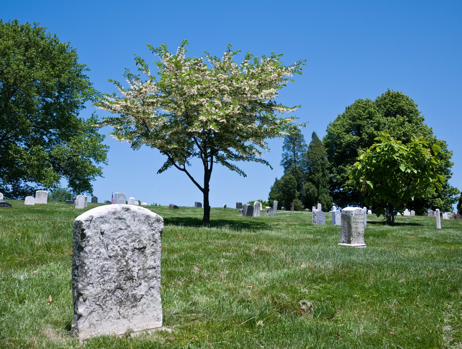 Green-Wood Cemetery Trees: May 2010