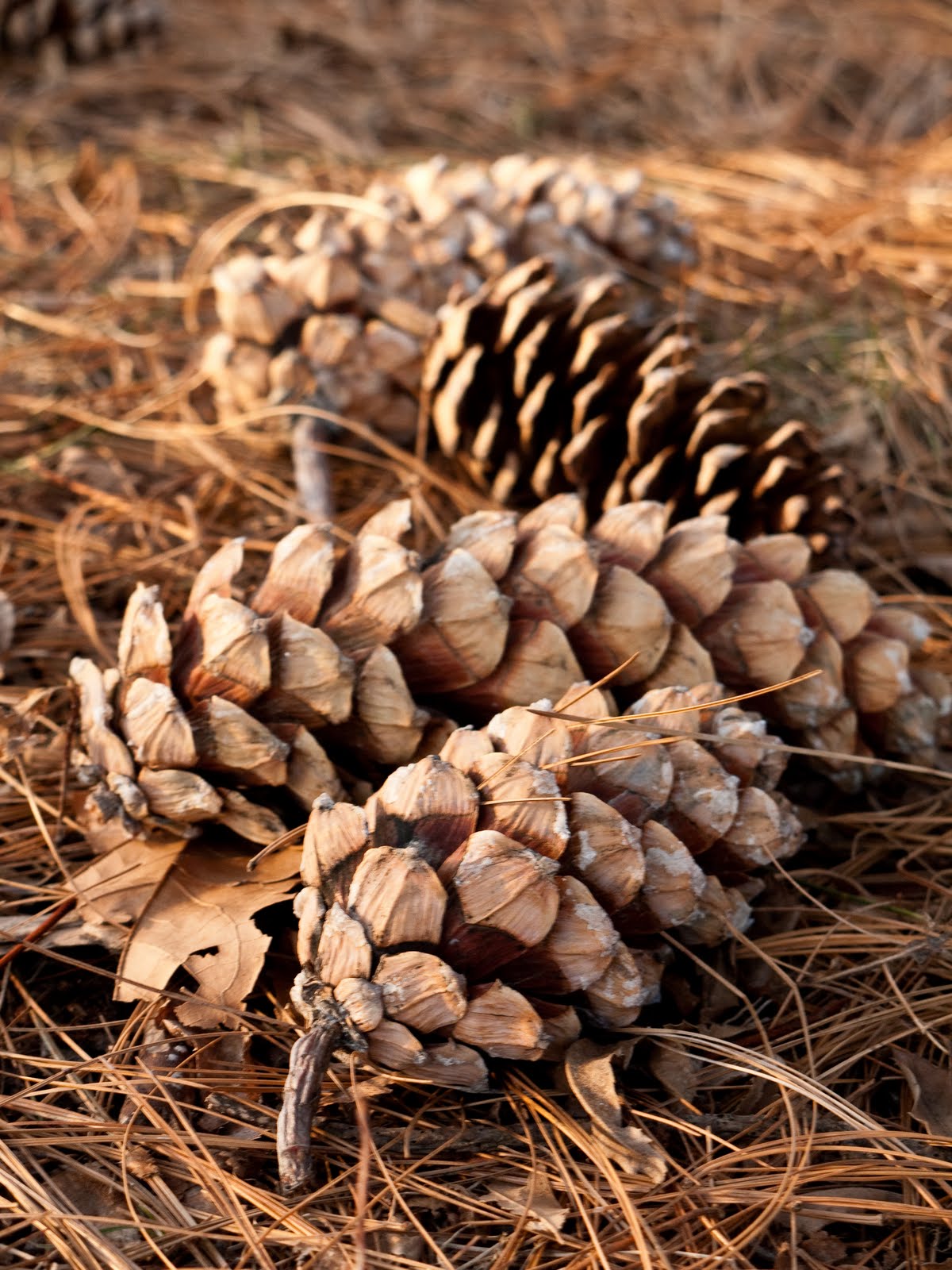 Green-Wood Cemetery Trees: Himalayan Pine