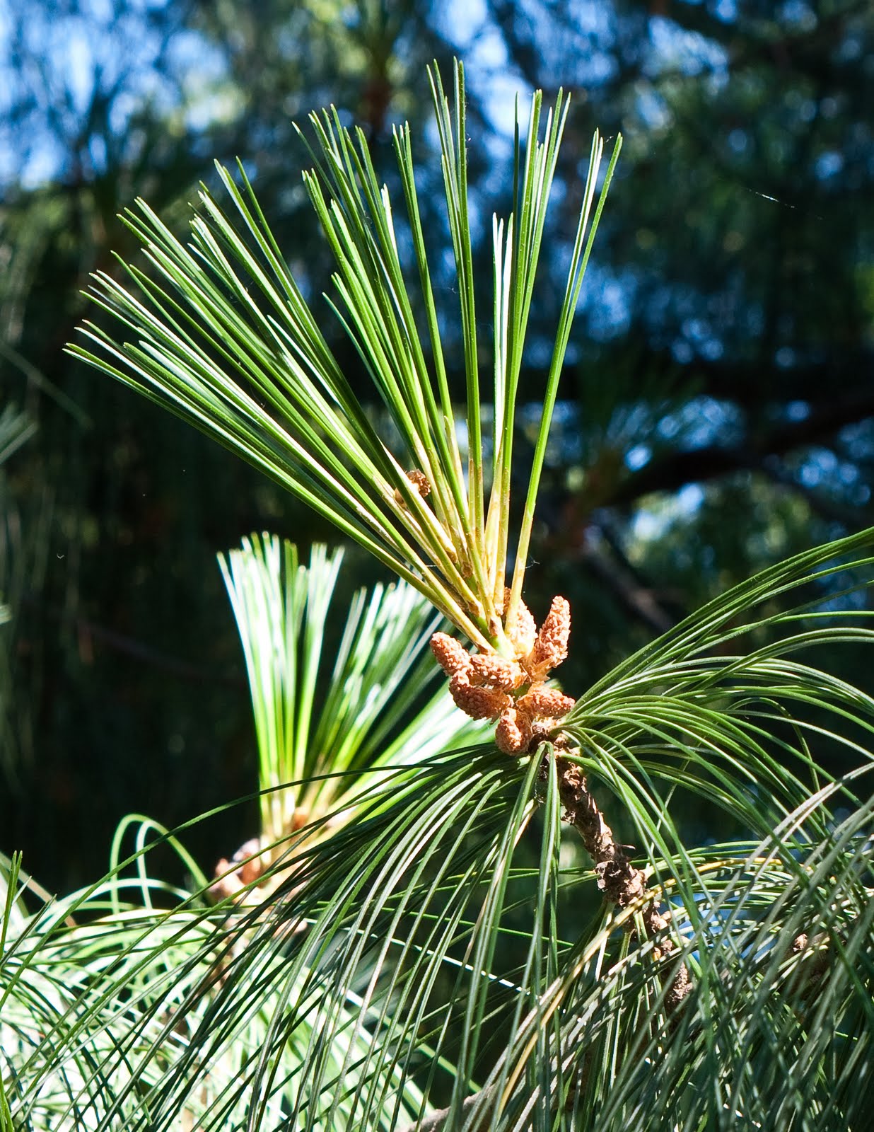 Green-Wood Cemetery Trees: Himalayan Pine