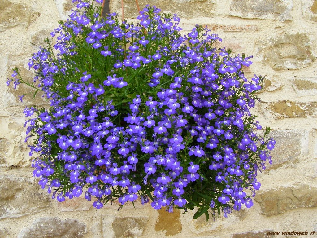 UTILE ,PENTRU SANATATEA TA: Ce este drojdia de bere?