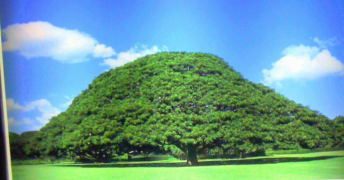 Nick's Journal: Hitachi Tree