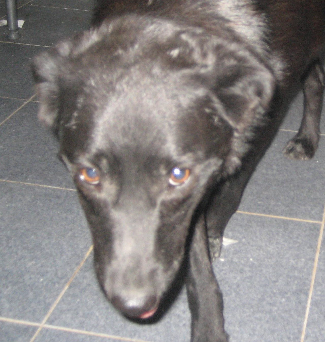 Esperanza Animal: Finales Felices: Azabache