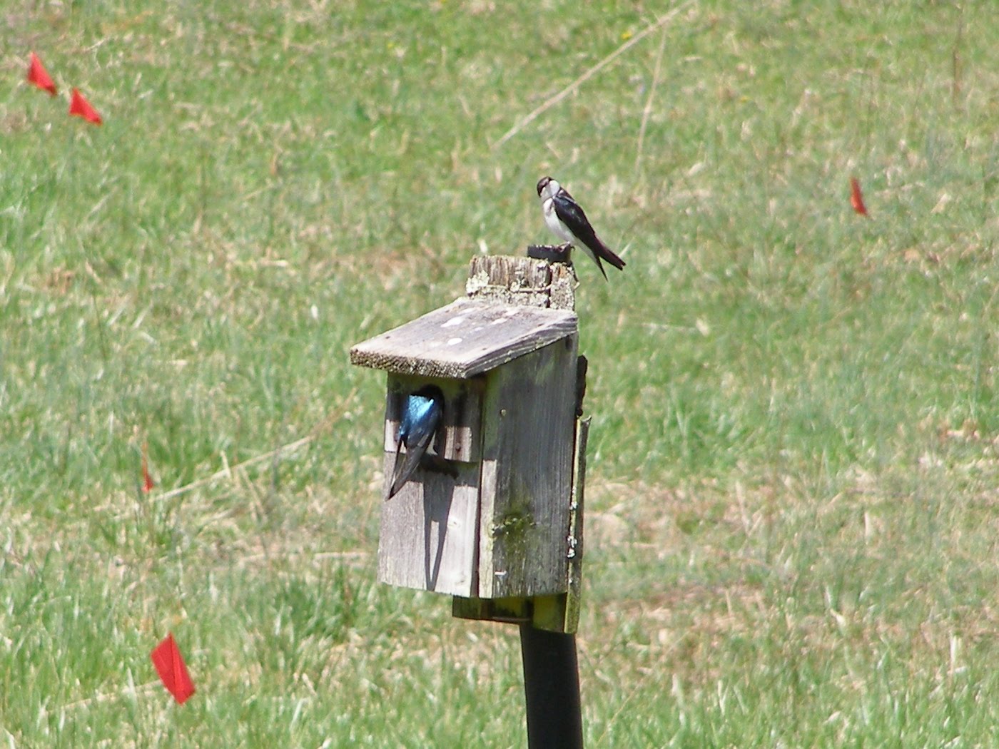 Blue Jay Barrens: Tree Swallows Claim Nest Box