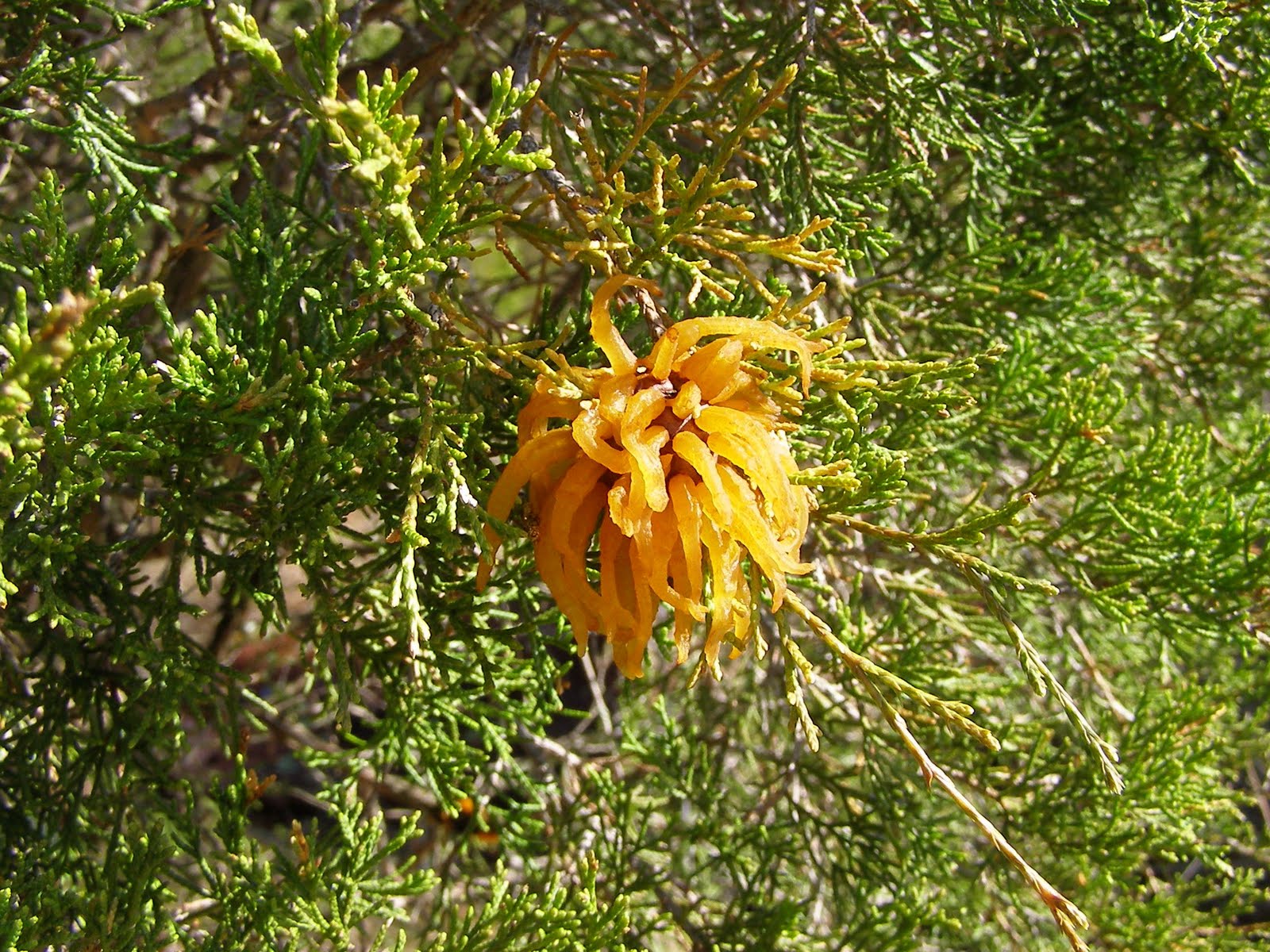 Blue Jay Barrens: Apple Cedar Rust Gall