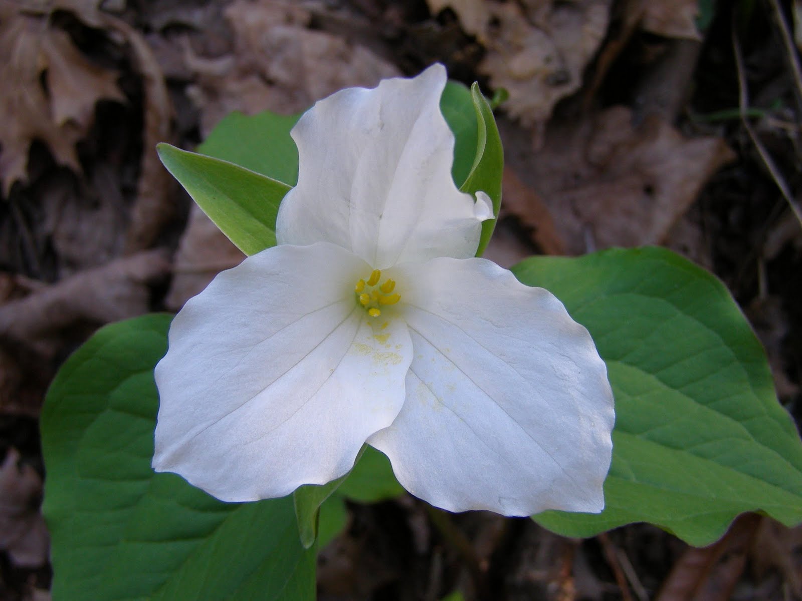 Blue Jay Barrens Large Flowered Trillium