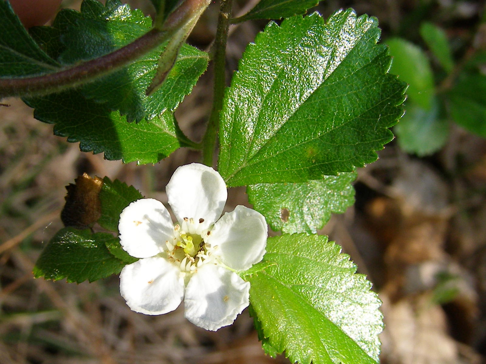 Blue Jay Barrens: Hawthorn Cedar Rust