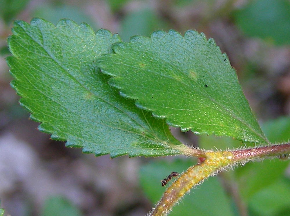 Blue Jay Barrens: Hawthorn Cedar Rust