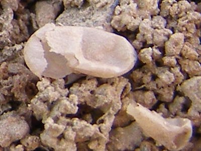 Blue Jay Barrens: Ant Cocoons