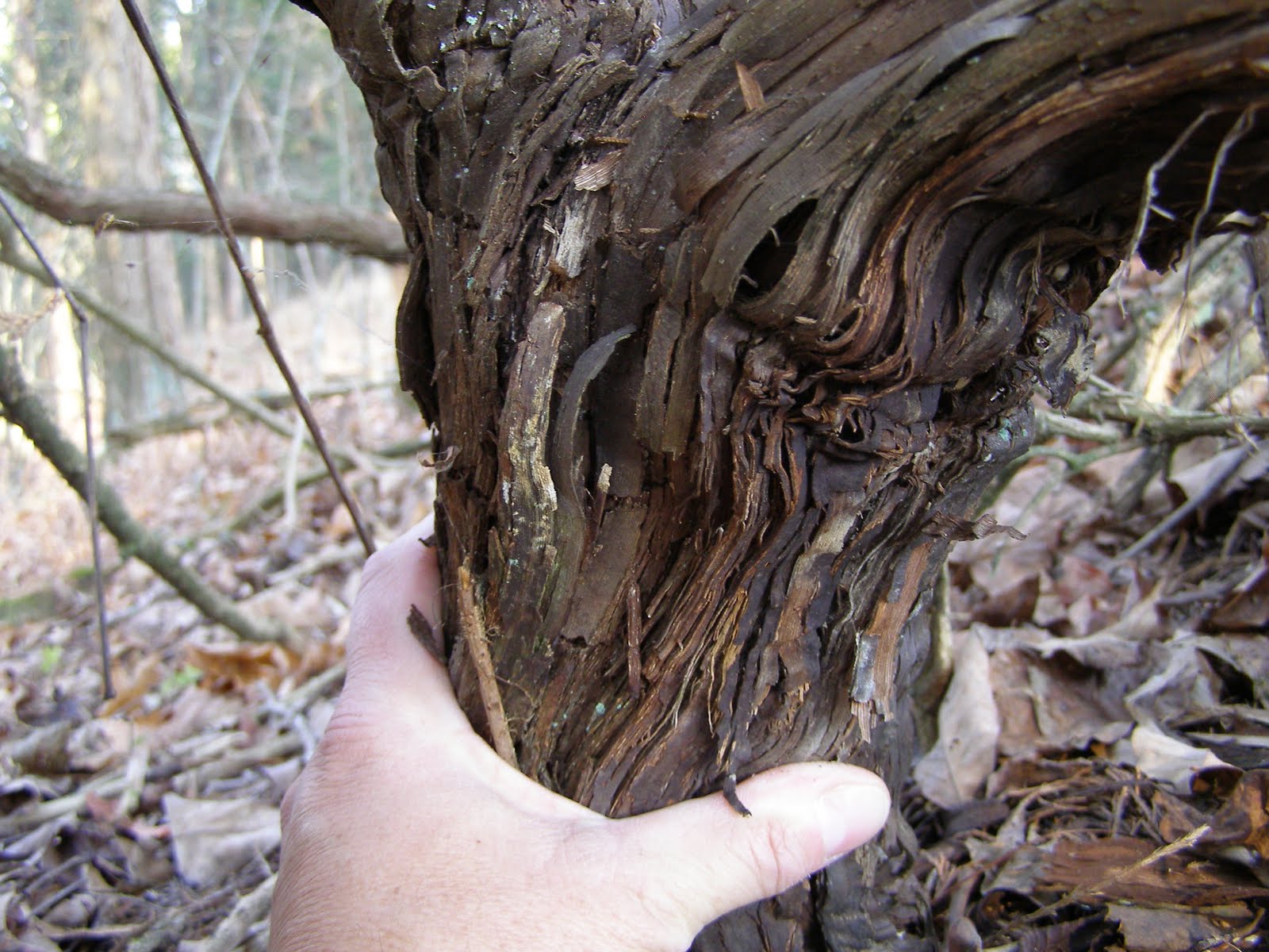 Blue Jay Barrens: Grape Vine
