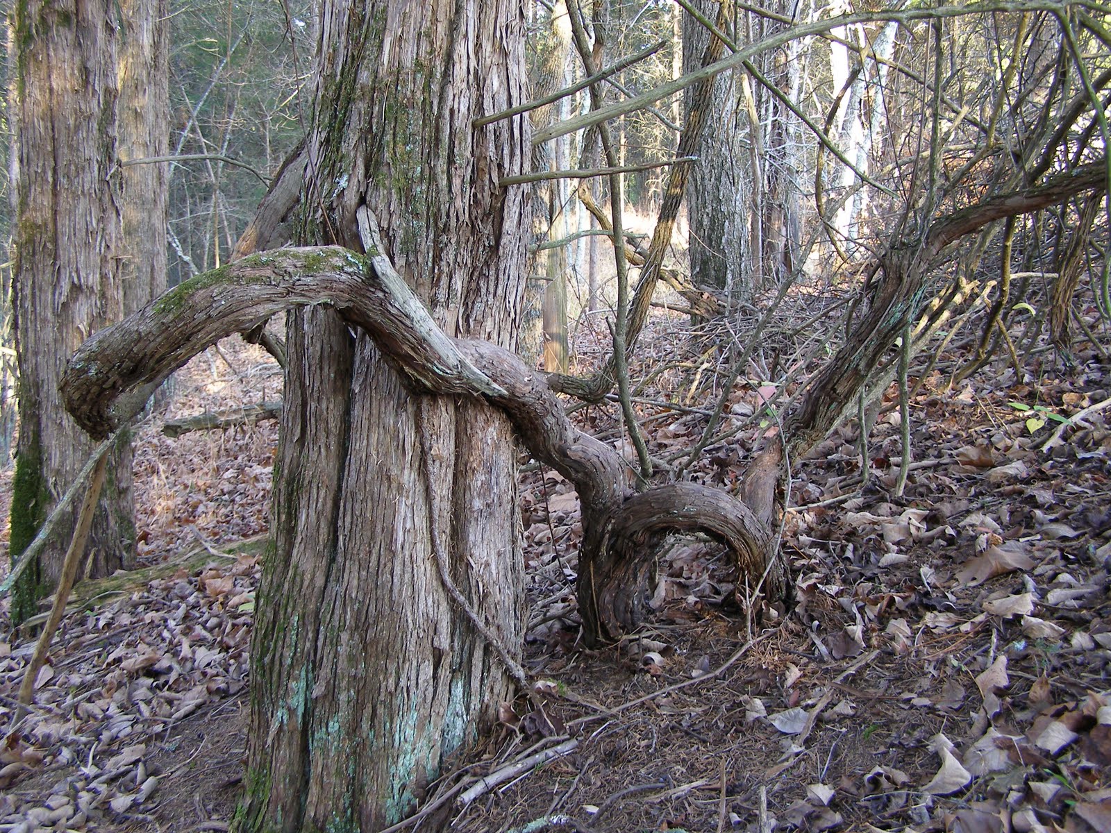 Blue Jay Barrens: Grape Vine
