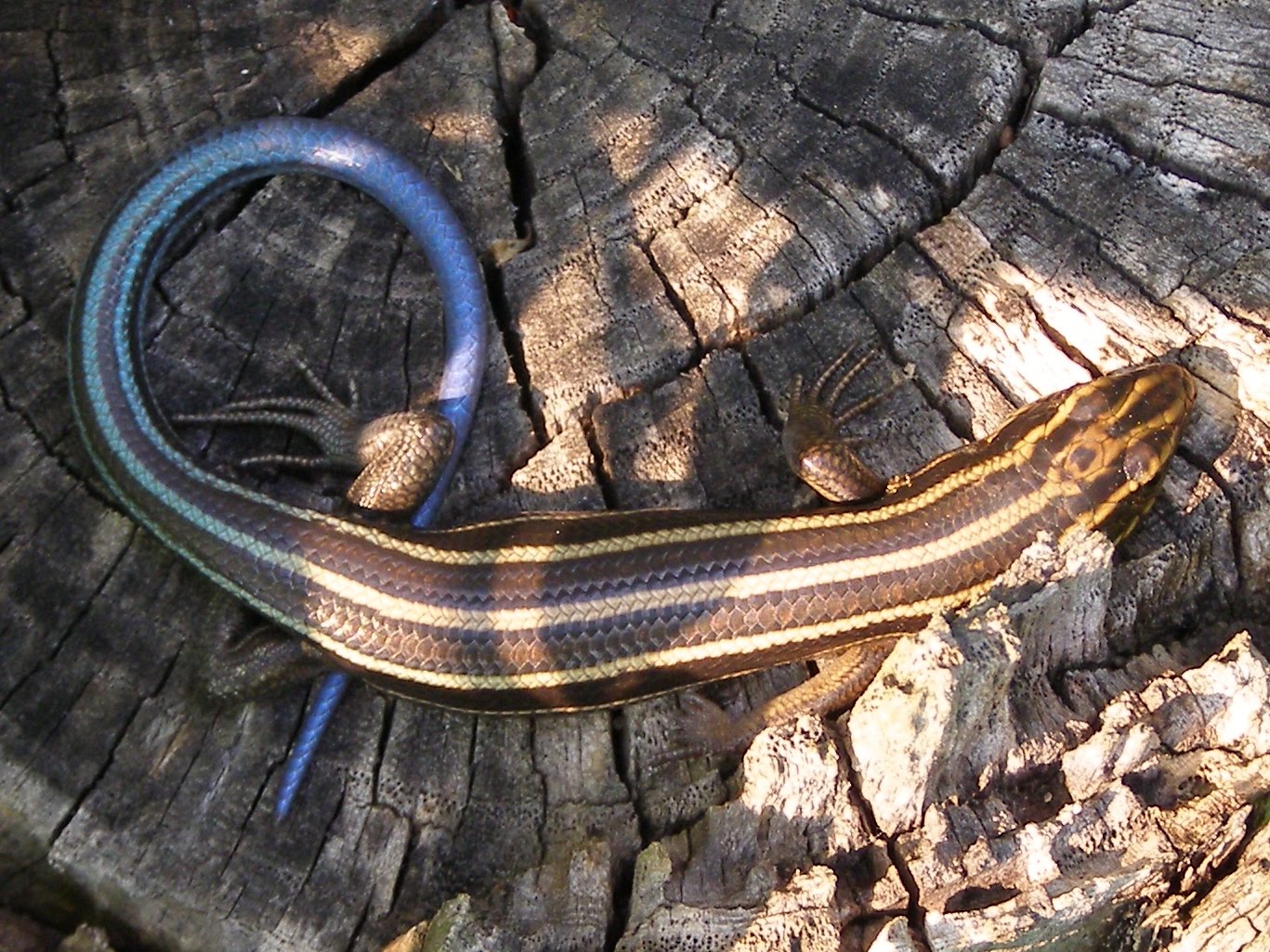 Blue Jay Barrens: Five-Lined Skink