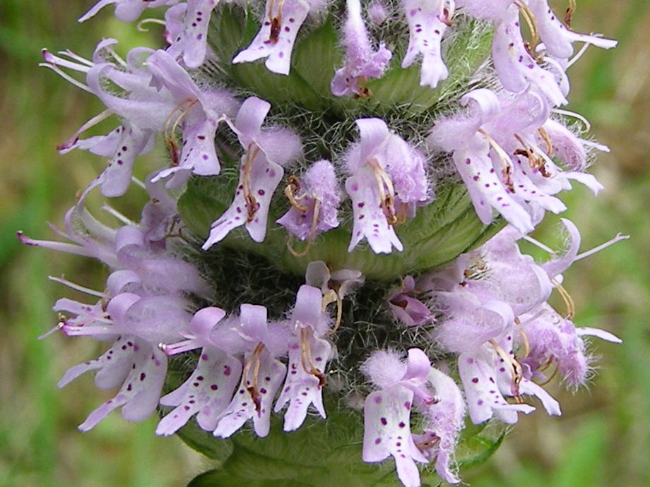 Blue Jay Barrens: Downy Wood Mint