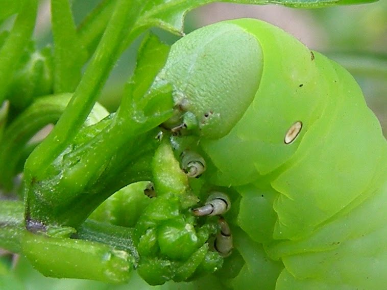 Blue Jay Barrens: Tobacco Hornworm