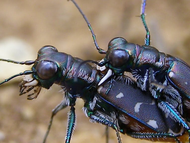 Blue Jay Barrens Beetle