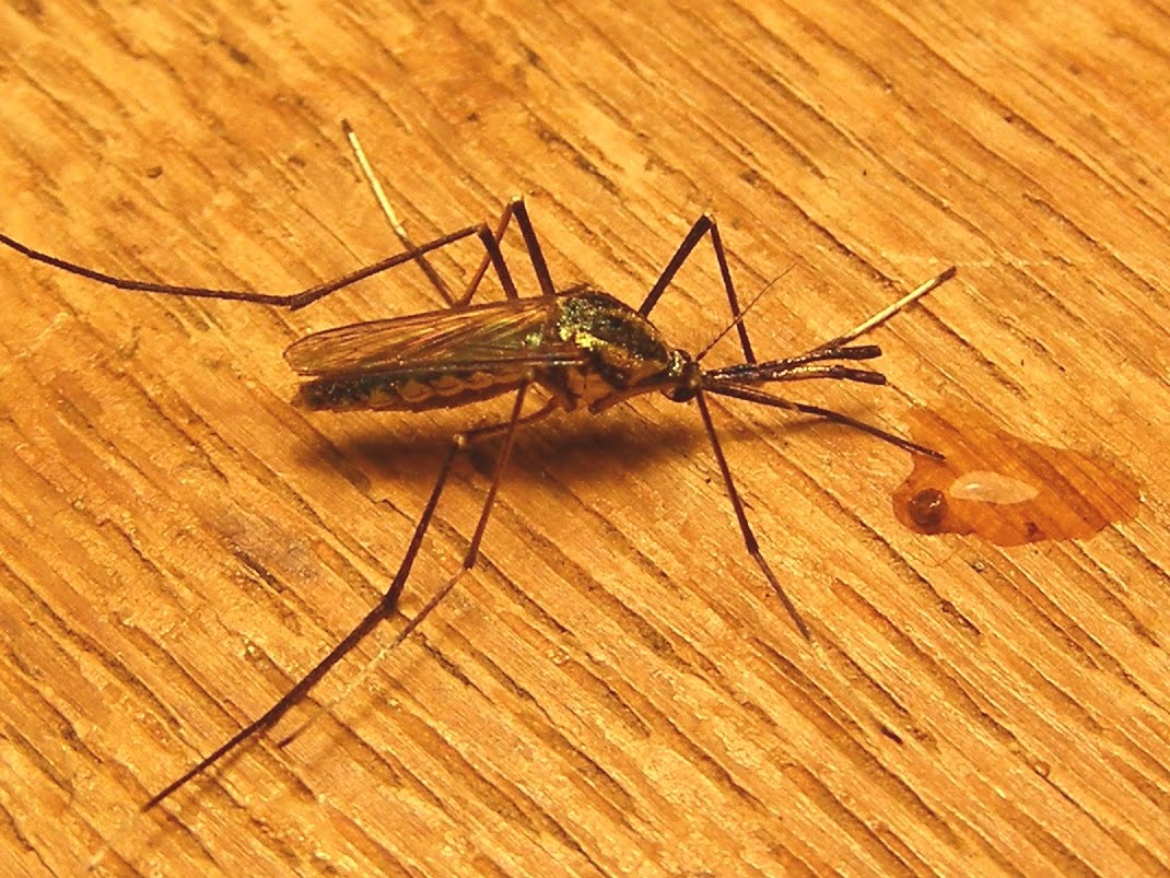 Blue Jay Barrens: Elephant Mosquito