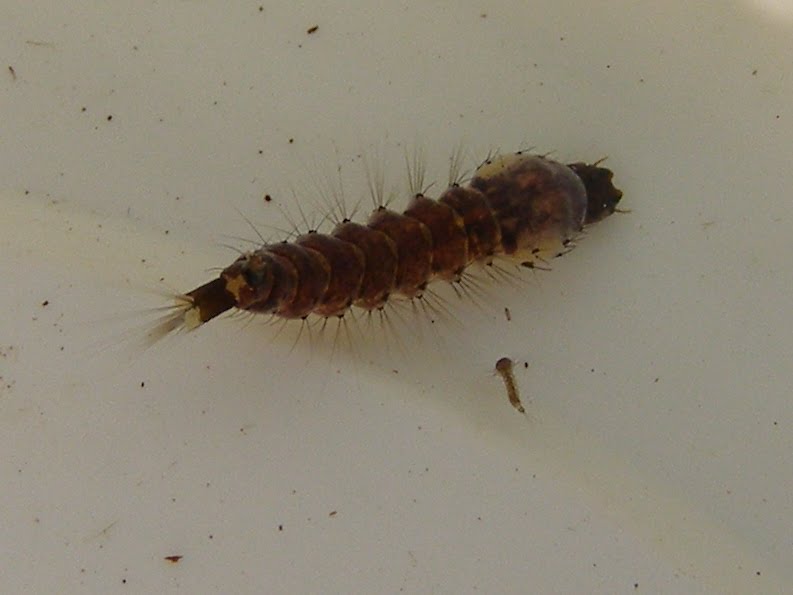 Blue Jay Barrens: Elephant Mosquito