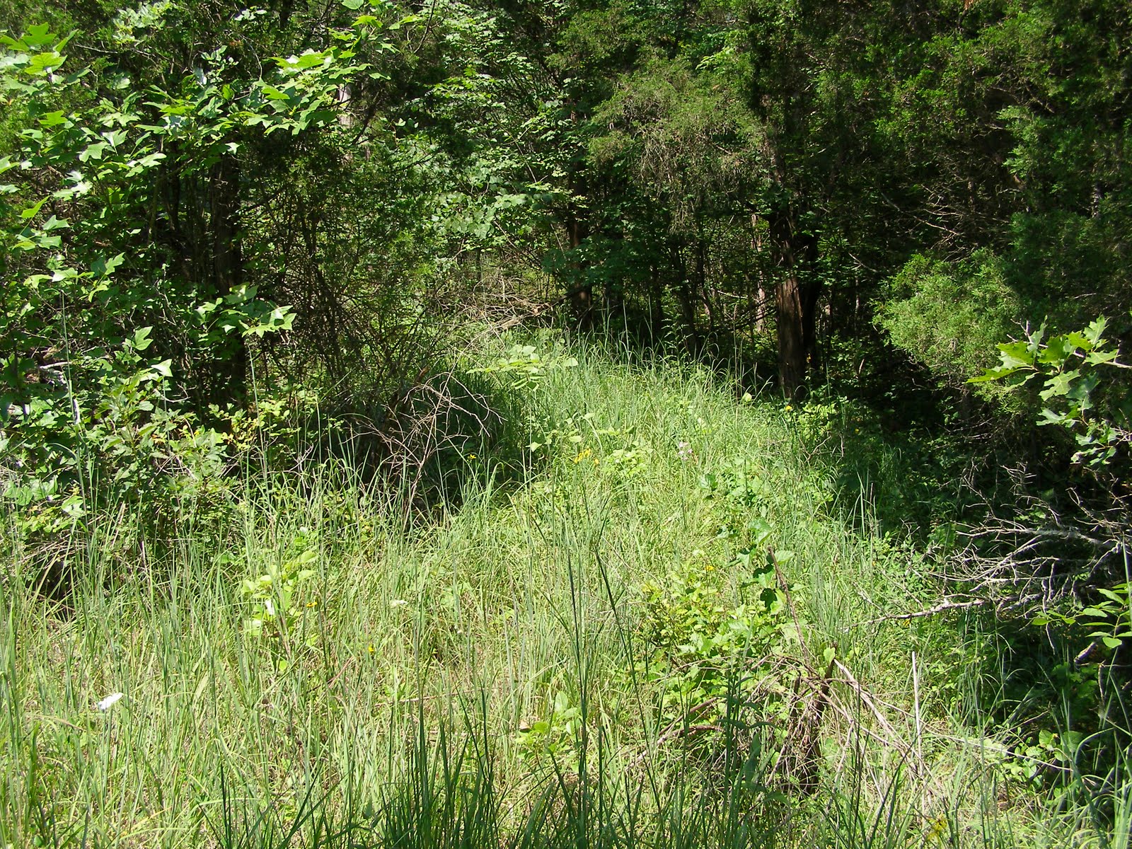 Blue Jay Barrens: Origins