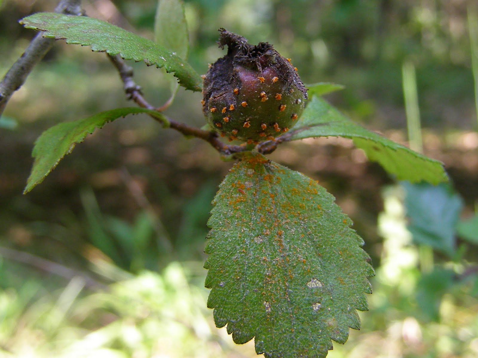 Blue Jay Barrens: Hawthorn Cedar Rust - Follow-up