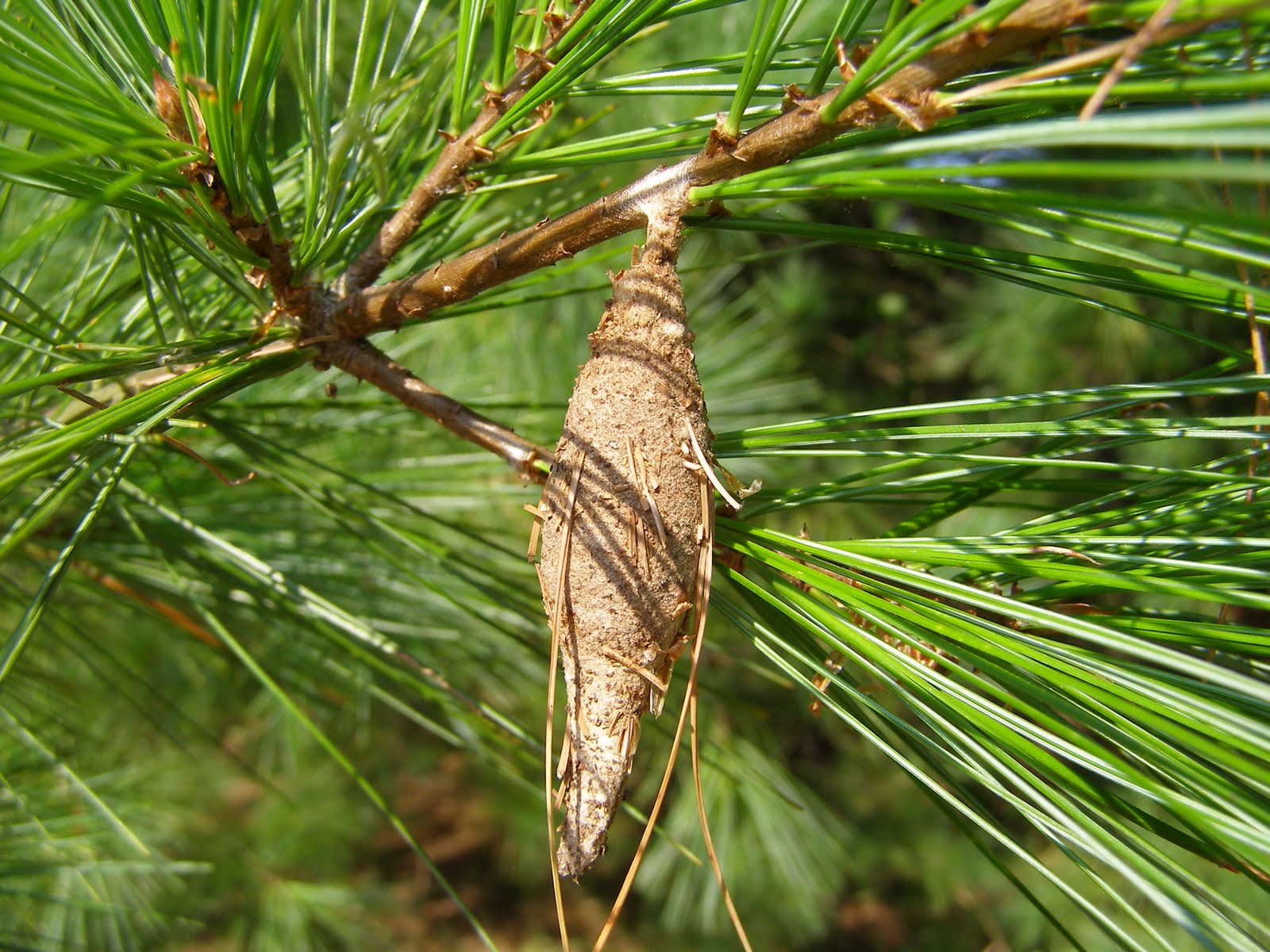Blue Jay Barrens: Bagworm