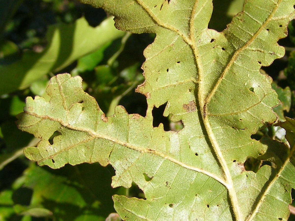 Blue Jay Barrens: Chewed Oak Leaves