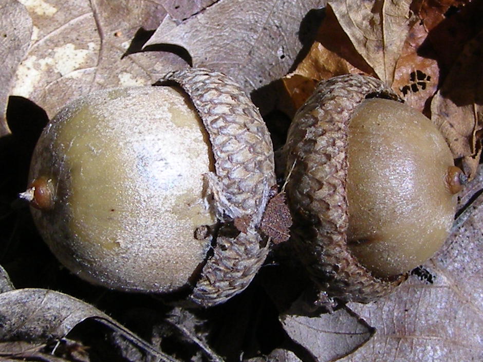 Blue Jay Barrens: Acorn Moth Larva