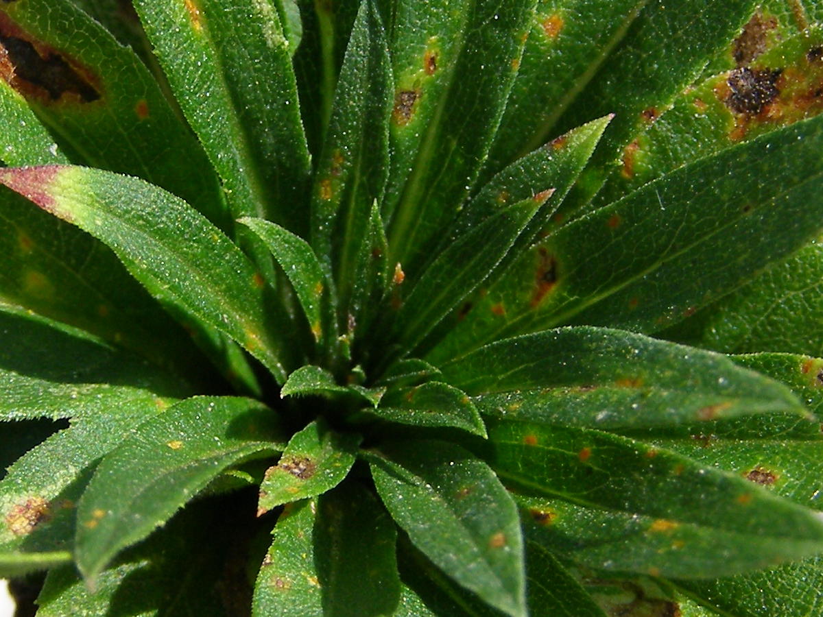 Blue Jay Barrens: Rosette Gall