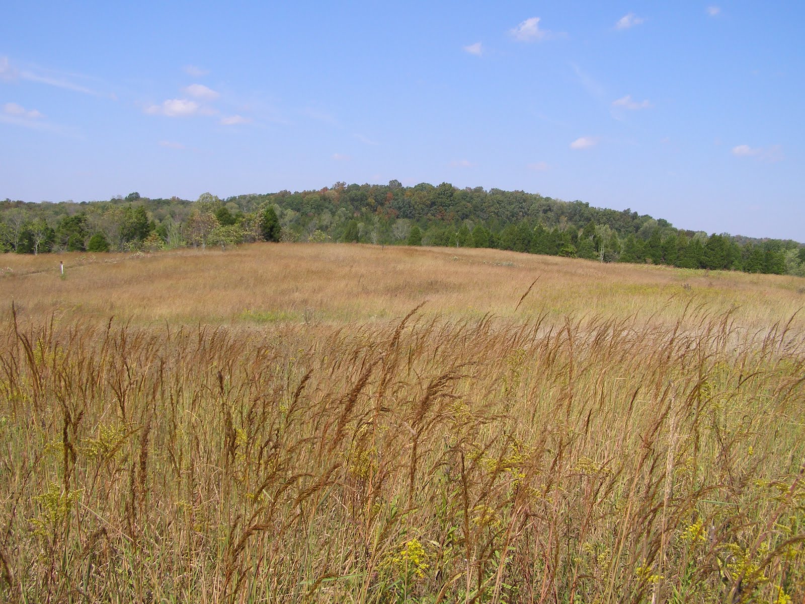Blue Jay Barrens: Indian Grass as a Management Tool