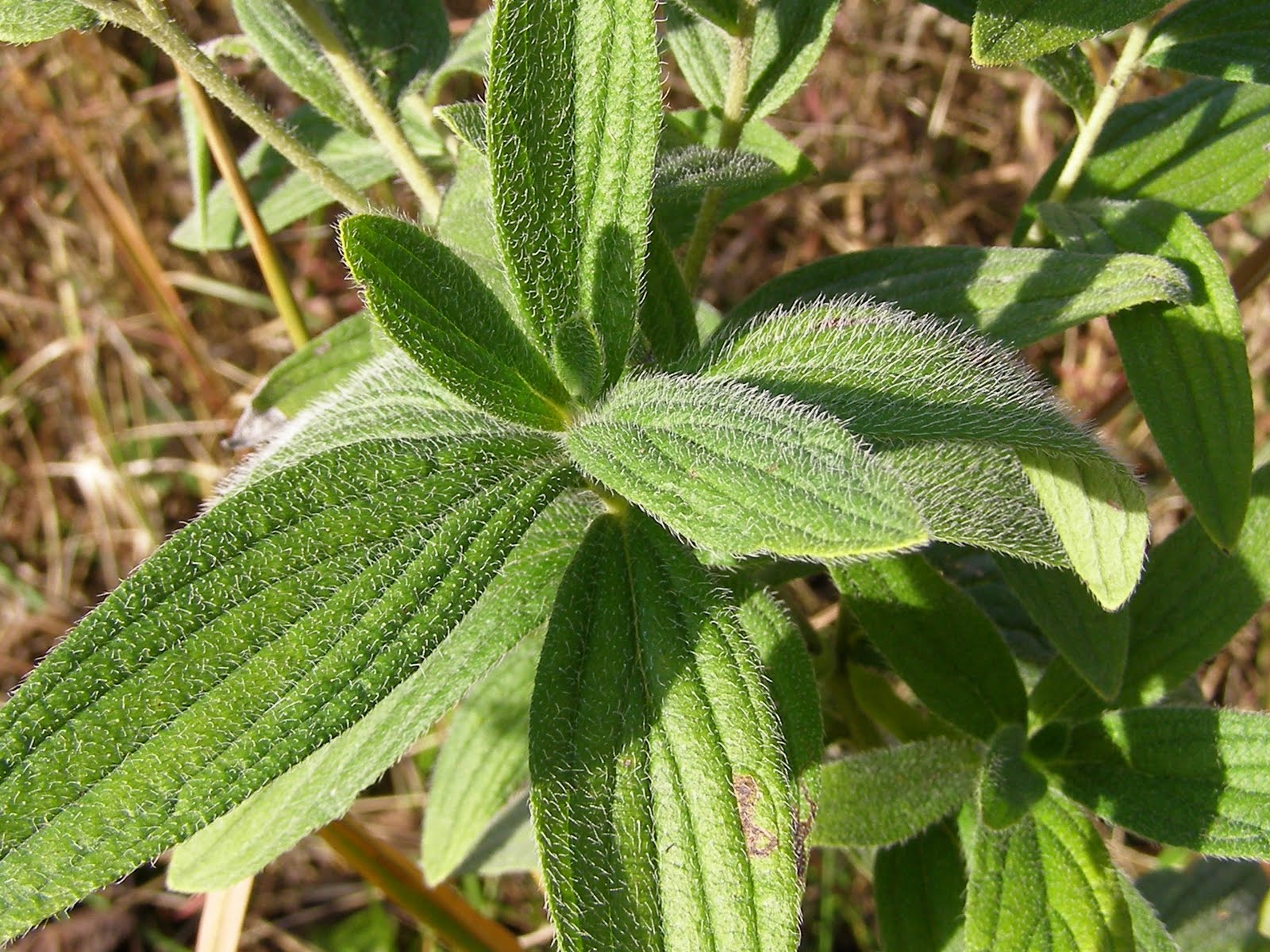 Blue Jay Barrens: Onosmodium Seeds