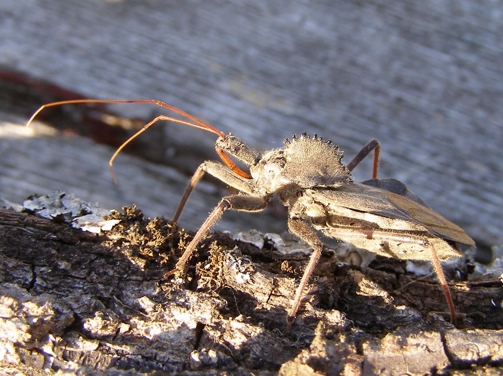 Blue Jay Barrens: Wheel Bug