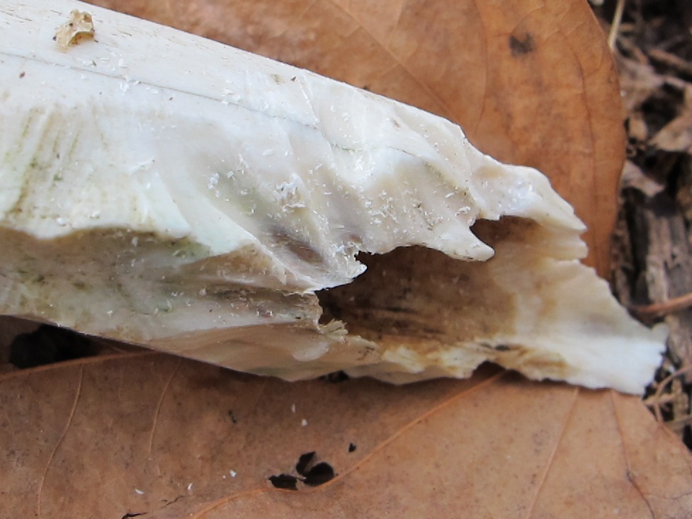 Blue Jay Barrens: Bones