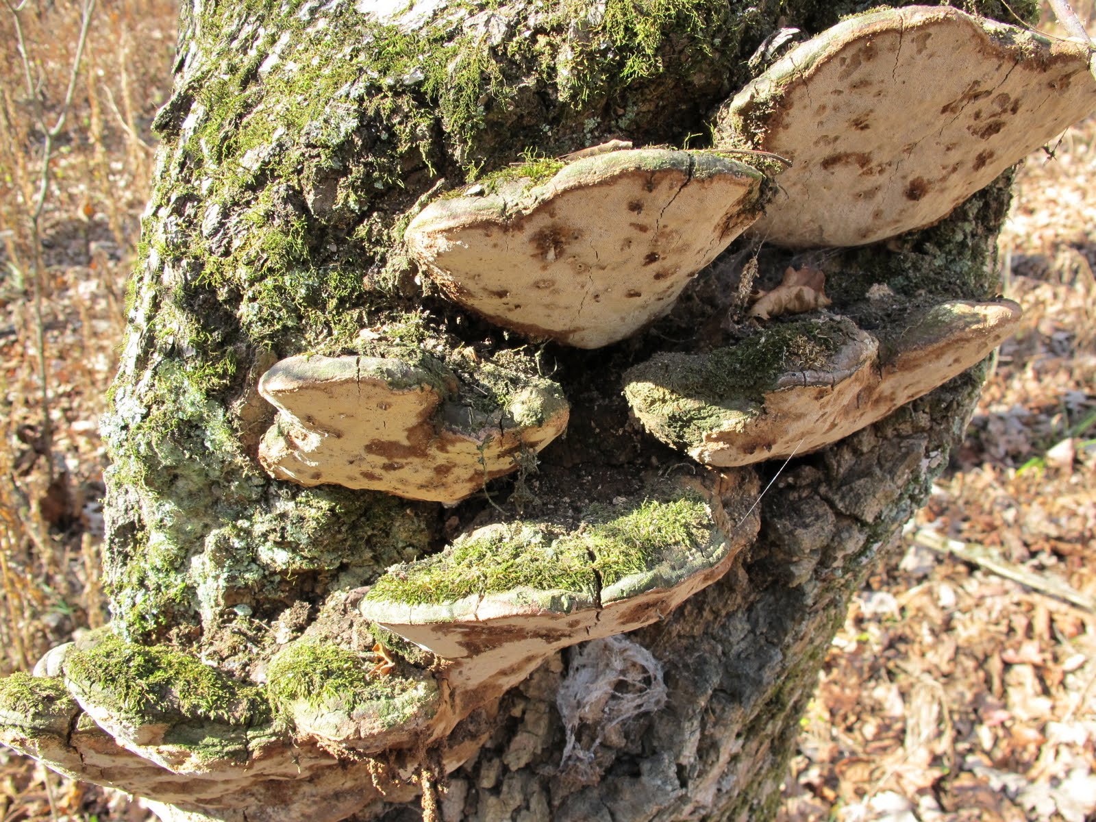 Blue Jay Barrens: Dry Weather Fungi