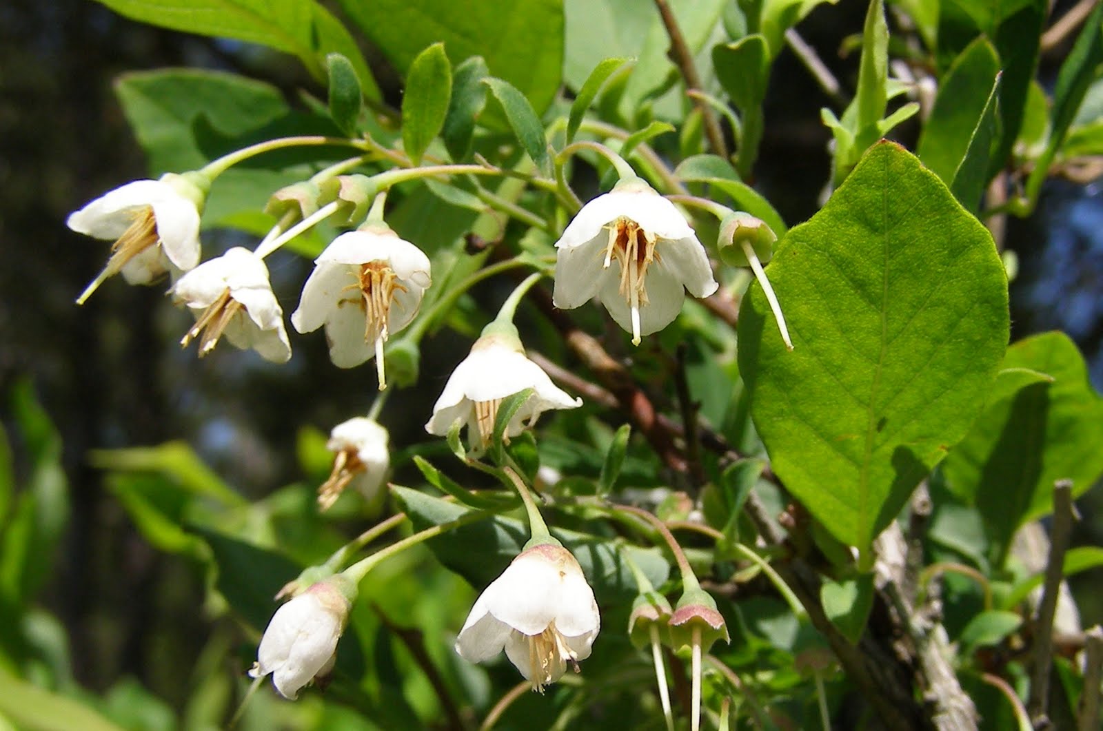 Ohio Flora: Deerberry – Vaccinium stamineum